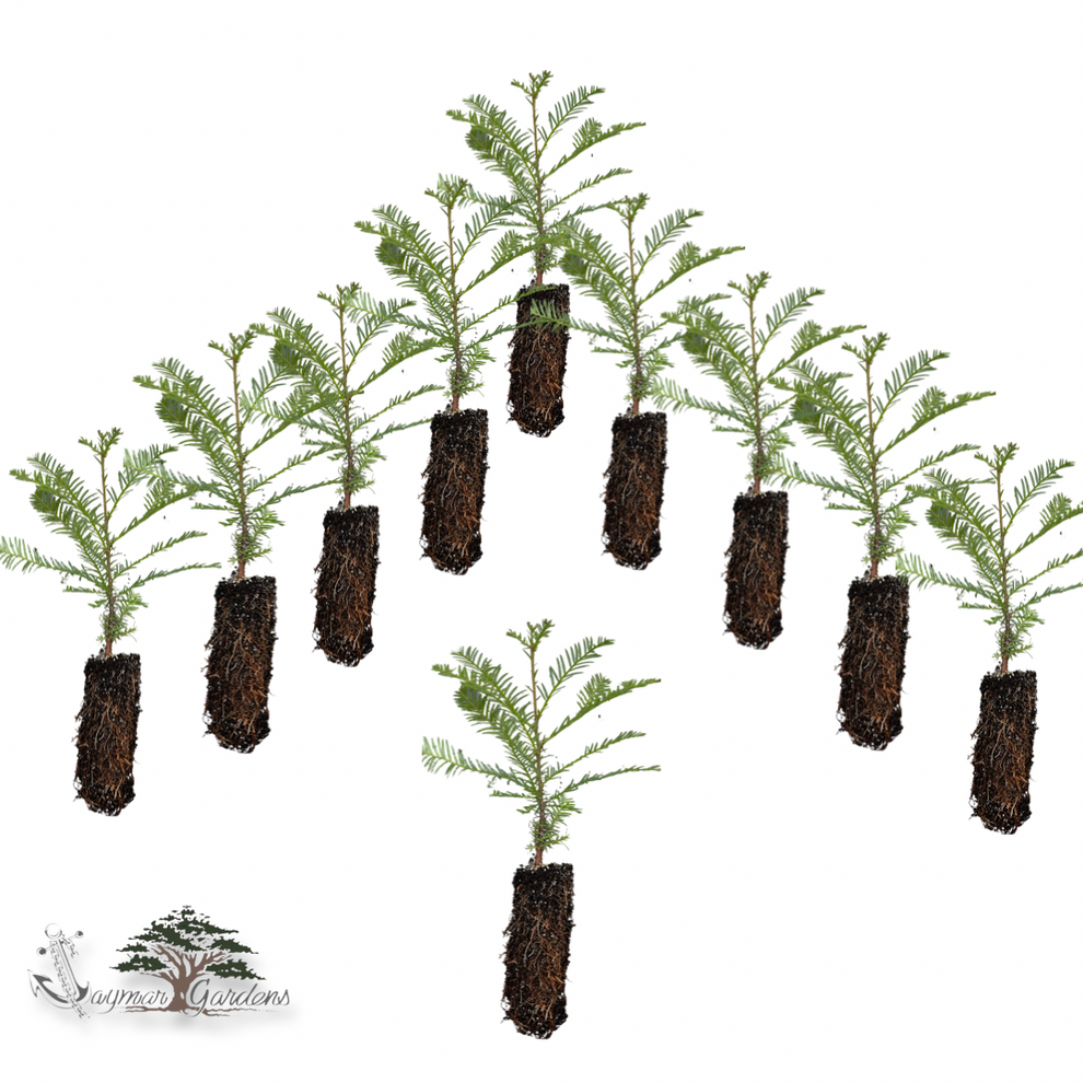 10-Pack Coast Redwood tree seedling -Sequoia MEDIUM – Jaymar Gardens