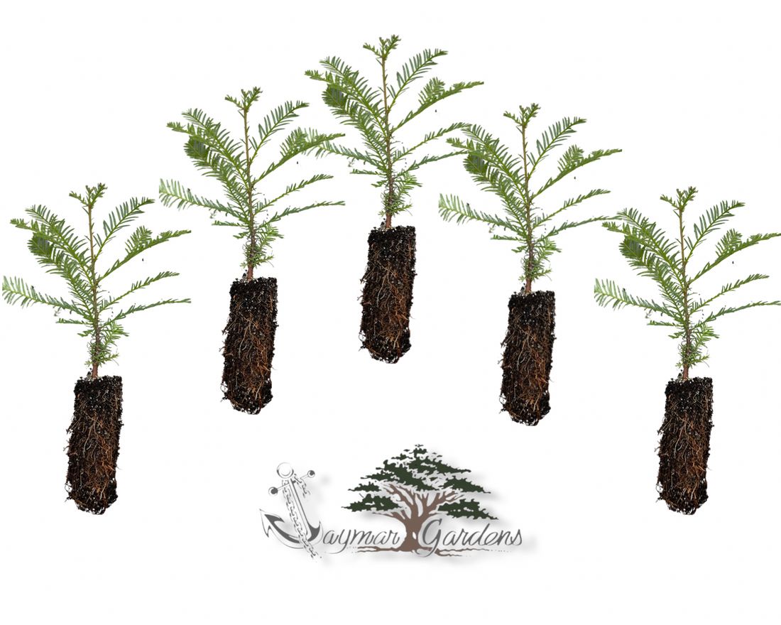 5-Pack Coast Redwood tree seedling - Sequoia sempervirens - MEDIUM ...